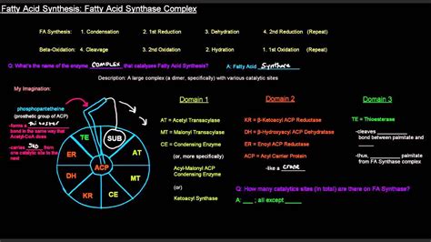 What Is Fatty Acid Synthase Complex At Iris Gamez Blog