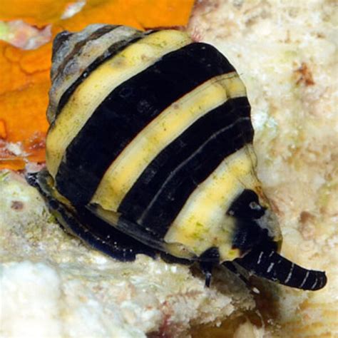 Bumble Bee Snail Aber Aquatic Είδη Ενυδρείων