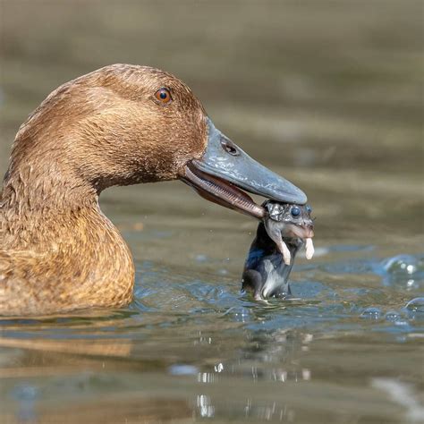 Til About Duck Penises 97 Of Male Birds Dont Have A Penis But Ducks