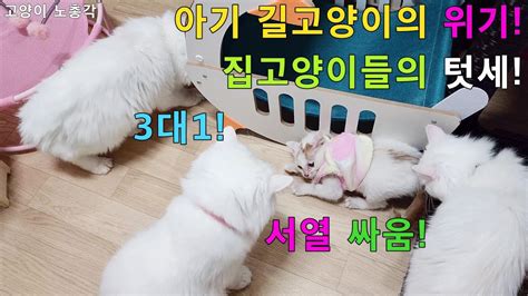고양이 아기 길고양이 고양이들의 서열 싸움 Cute Youtube