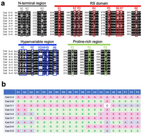 In Vitro Comparison Of Sex Specific Splicing Efficiencies Of Fem Pre Mrna Under Monoallelic And
