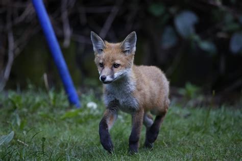 80 000 Kit Fox Pictures