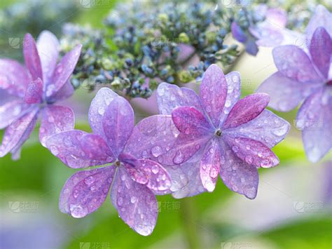 绣球花雨后盛开