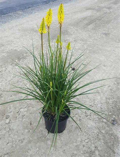 Kniphofia Lemon Popsicle Golden Valley Plants