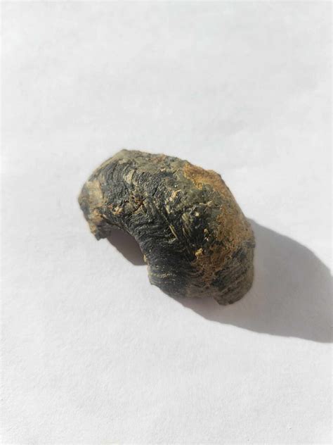 Platyceras Sp Member Collections The Fossil Forum