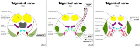 Trigeminal Nerve Subdivisions Functional Components Structures