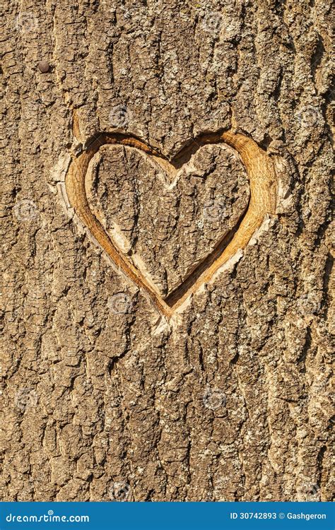 Heart Carving In Tree WC65 Advancedmassagebysara
