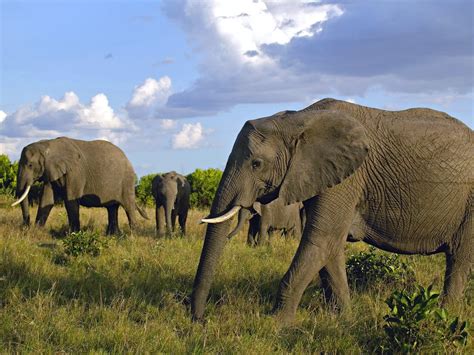 高清来自世界各地的Animals Elephants大象图片
