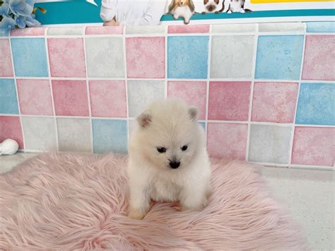 폼피츠 공주님299000 시베리안허스키 비숑분양가 포메 그레이하운드분양 광주애견샵 폼스키 유기견무료입양 위례강아지분양 강아지무료분양 고양이무료분양 도그마루 라이트