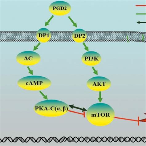 Proposed Model Of Regulation Of Autophagy By Pgd2 In Neurons