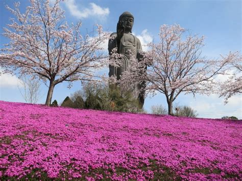 満開の桜芝桜 牛久大仏 休みはアウトドア旅行