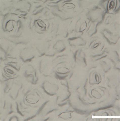 Stomata Canephora Object Detection Model V4 2023 10 15 12 14pm By Stomata