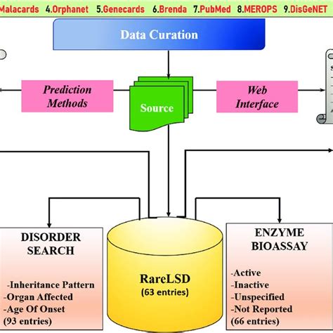 The Organization Of The Rarelsd Download Scientific Diagram