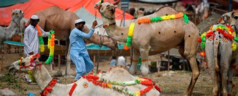 Links Qurbani Of Eid Ul Adha Or Bakra Eid In Pakistan