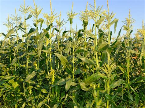 Corn Cross Pollination Info Effects Of Cross Pollinating In Corn