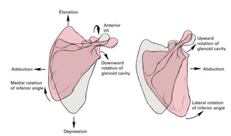 Goniometry Of The Shoulder Flashcards Quizlet