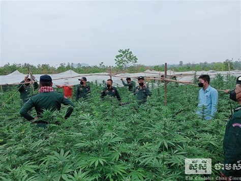 វៀតណាម២នាក់លួចដាំ«កញ្ឆា១ហិកតានៅមណ្ឌលគិរី សុីសុីថាមស៍