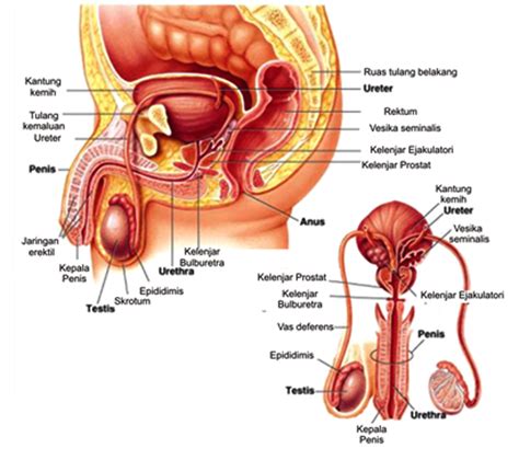 Gambar Struktur Reproduksi Pria Koleksi Gambar