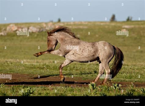 Stallion Hi Res Stock Photography And Images Alamy