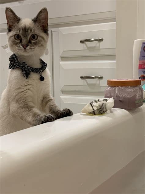 1141 Best Cute Kitty Images On Pholder Aww People Fucking Dying And Awwnime