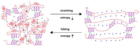 The Structure And Function Of Collagen Hubpages