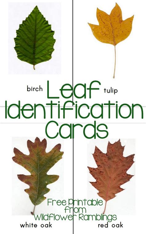Printable Leaf Identification Chart