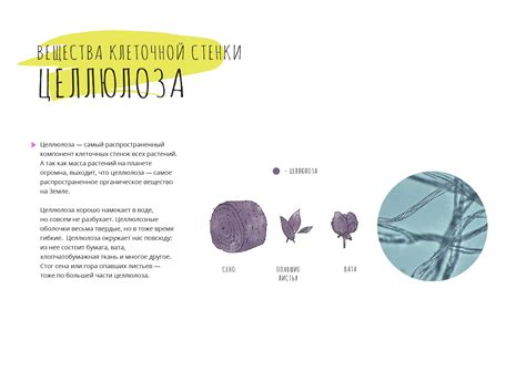 Целлюлоза