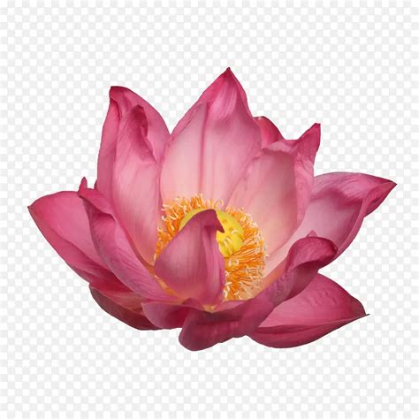 花束图片手绘鲜花png图片素材下载图片编号qankknxj 免抠素材网