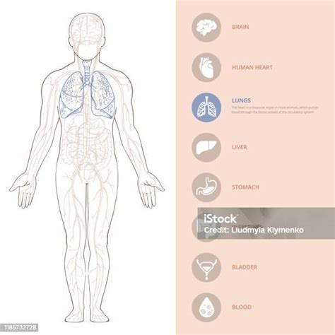 인체 인체 해부학 인포그래픽 인체 장기의 구조 간 내부 기관에 대한 스톡 벡터 아트 및 기타 이미지 간 내부 기관 건강