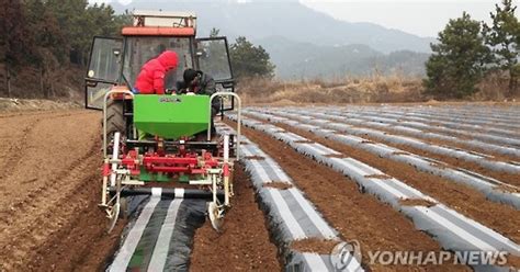 감자파종 손쉽게