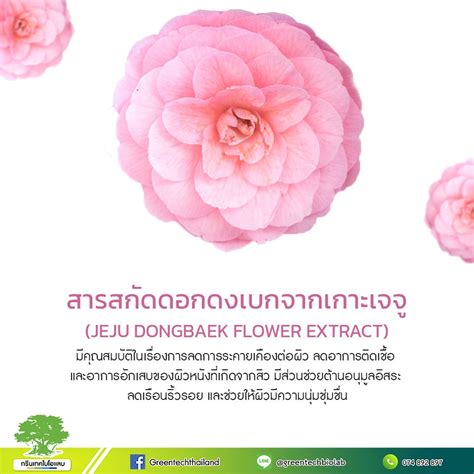 สารสกัดดอกดงเบก Jeju Dongbaek Flower Extract Greentech Biolab Medium