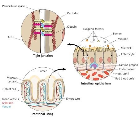 Menschlichen Darm Anatomie Stock Vektor Art und mehr Bilder von Darm ...