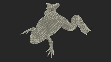 Xenopus African Clawed Toad Standard Pose Model Turbosquid 2133296