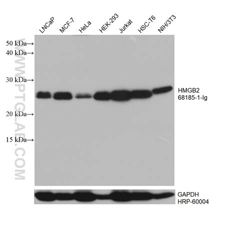 Hmgb2 Antibody 68185 1 Ig Proteintech