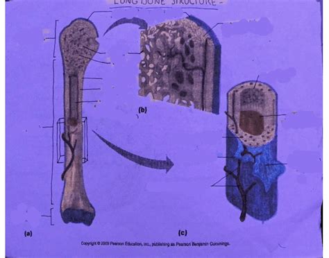 Long Bone Structure Aandp Quiz