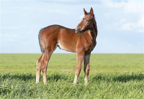 A Guide To Composting Horse Manure Horsemans News