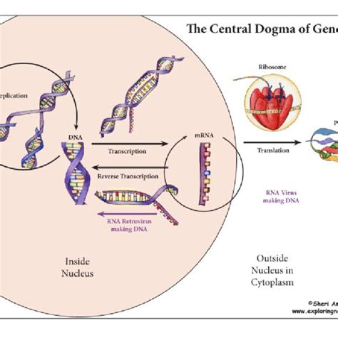 The Graph On The Left Shows The Mutation Rates Of Several Select
