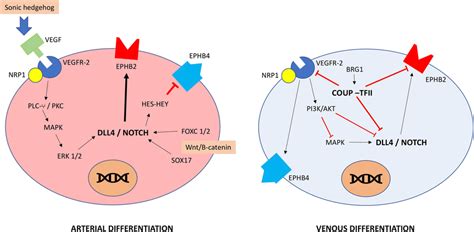Molecular Signaling Pathways In Arteriovenous Differentiation The