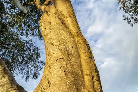 The Dark Hedges Tree Tunnel In Ballymoney Northern Ireland Stock Photo