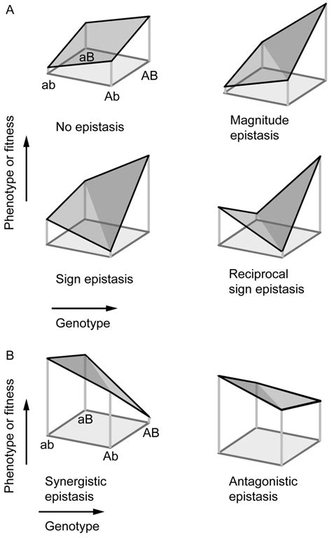 Two Classifications Of Epistatic Interactions A Paths Composed Of Two Download Scientific