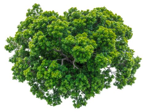 Tree Top View PNGs For Free Download Tree Top View PNGs For Free Download