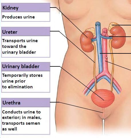 Ch 65 Assessment Of The Renal Urinary System Flashcards Quizlet