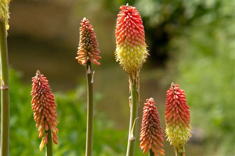 35 Plants That Love Full Sun And Heat And Will Bring Lots Of Color