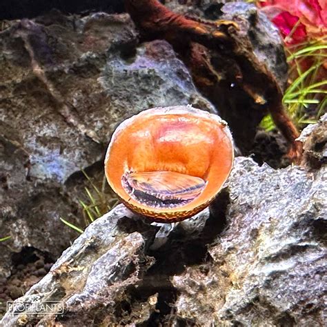 Neritina Sp Red Lips Profiplants Cz