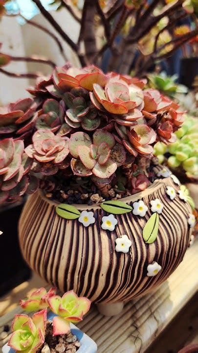 착한마녀의 다육이야기 다육이 다육이종류 다육이분갈이 다육농원 Succulent 반려식물 다육이금 다육이분갈이 식집사 다육이선물 Youtube