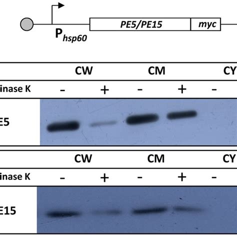 Sub Cellular Localization And Surface Accessibility A Schematic Download Scientific Diagram