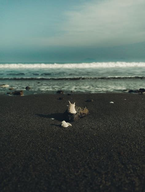 Premium Photo A Sea Snail Sits On A Black Sand Beach With A White