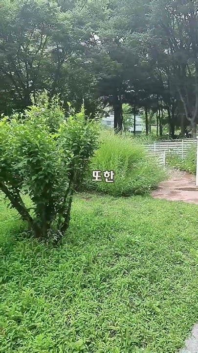 나무의 미세먼지 흡수 Youtube