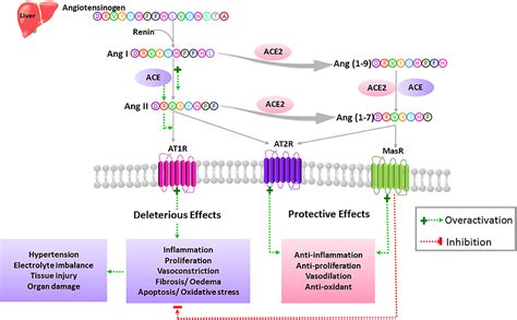 Frontiers Combination Of Angiotensin 1 7 Agonists And Convalescent Plasma As A New Strategy
