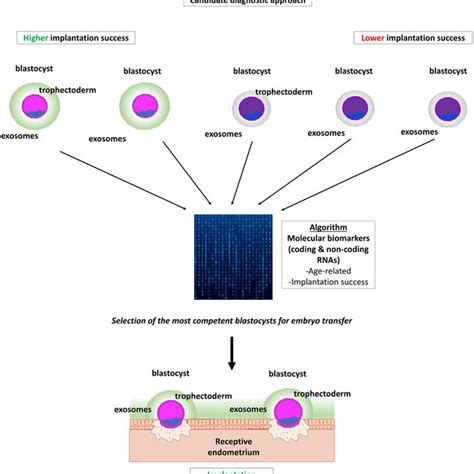 Diagnostic Approach That Employs The Trophectoderm Gene Expression Download Scientific Diagram